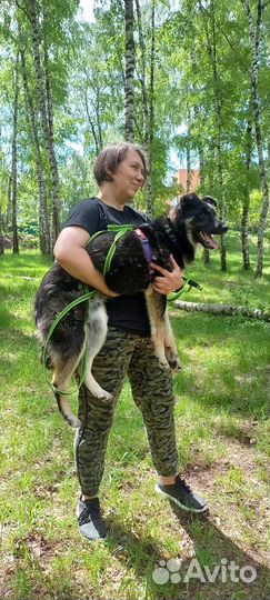 Собака милый Эльчик из приюта