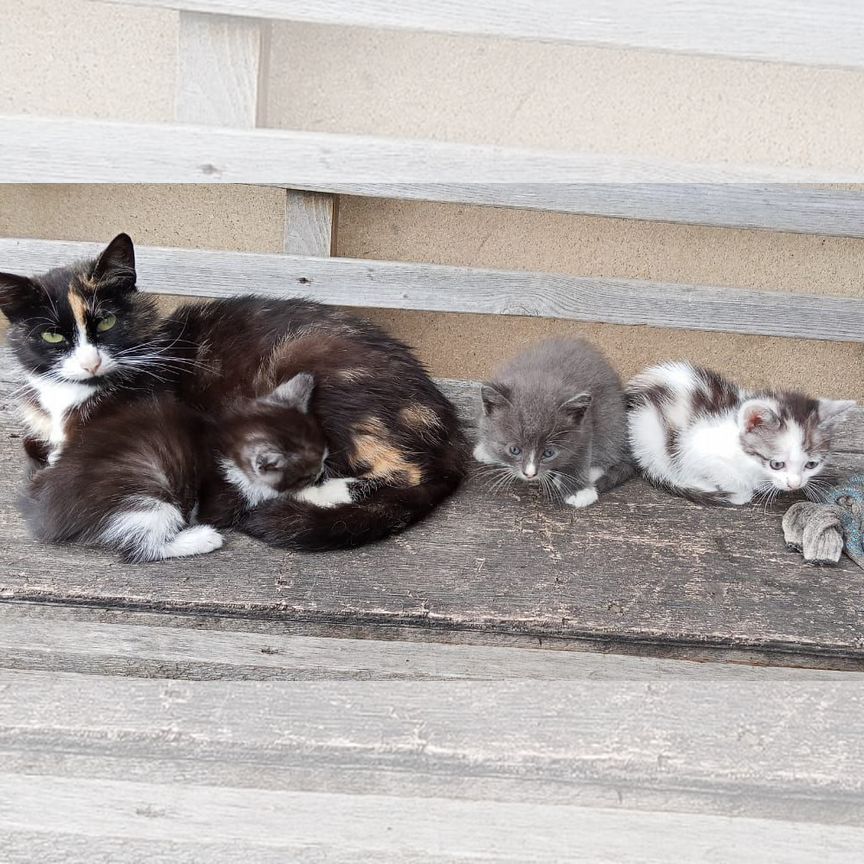 Котята отдам в добрые руки бесплатно