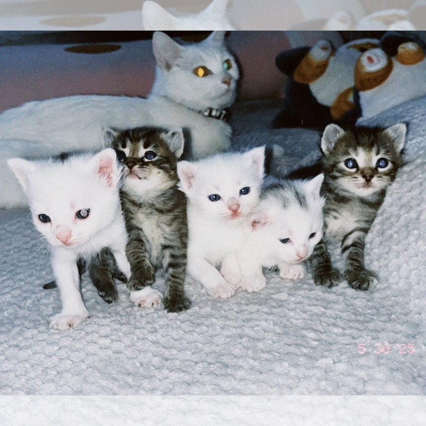Котята в добрые руки