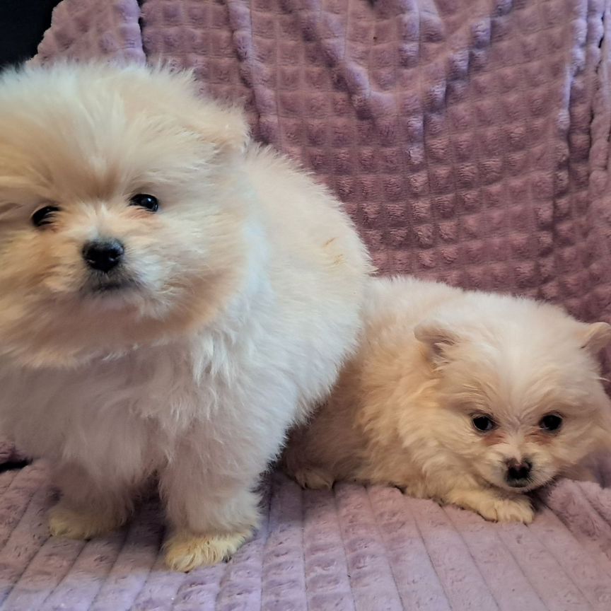 Померанский шпиц, щенок