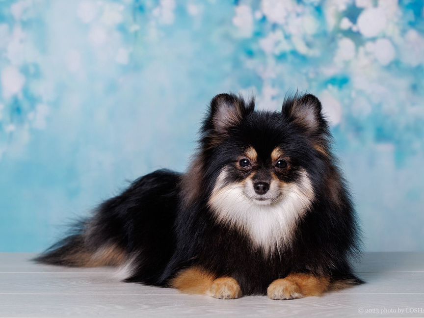 Подрощенная девочка черно-подпалый шпиц