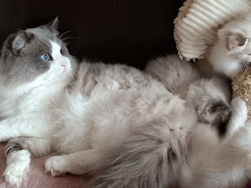 Малышки Рэгдолл