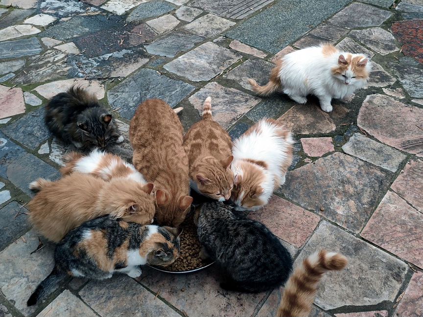 Котята бесплатно