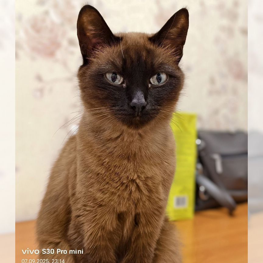 Сиамская, взрослая кошка