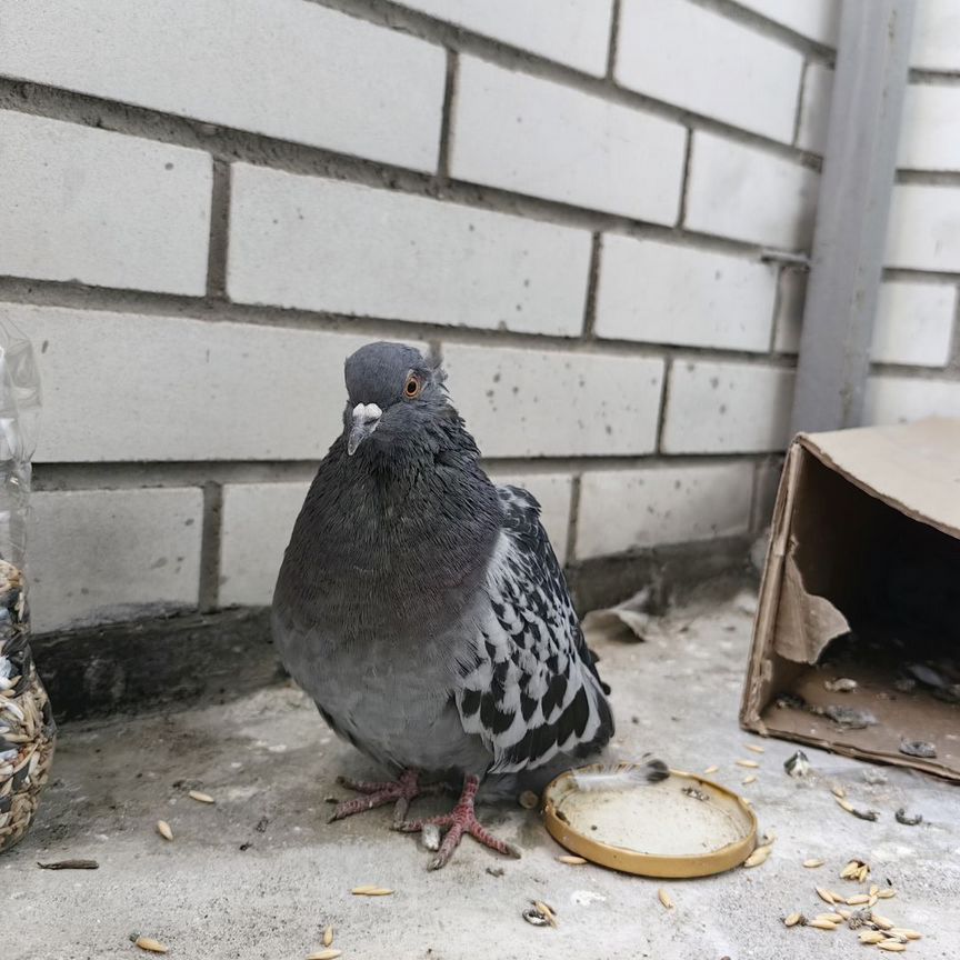 Голубь домашний ручной