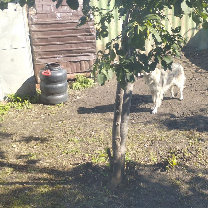 Найдена собака