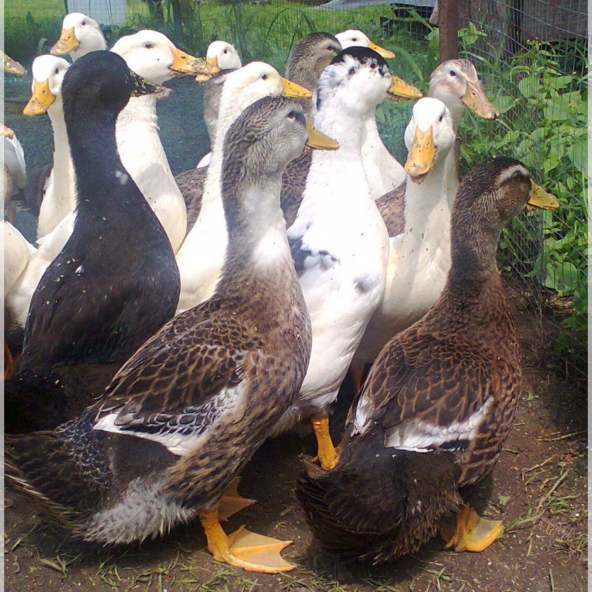 Утки, муларды