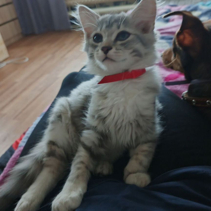 Котёнок в добрые руки