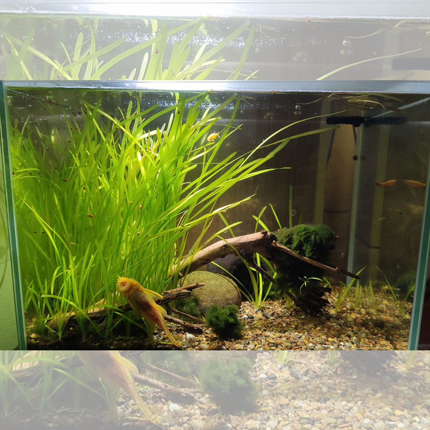 Аквариум со всем содержимым