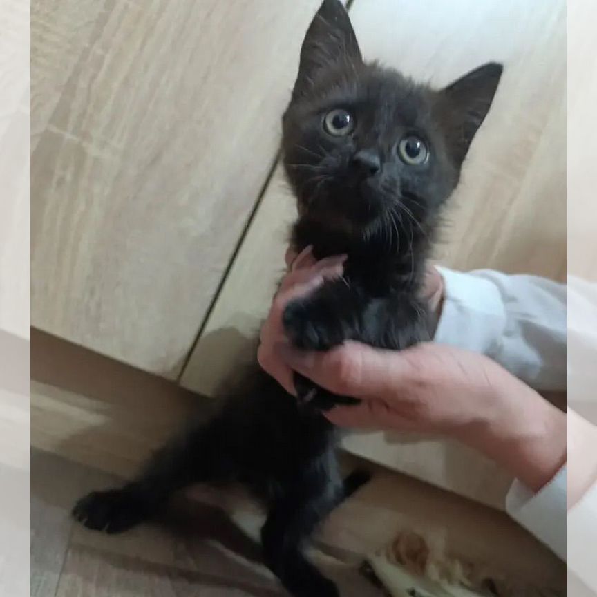 Котёнок в добрые руки