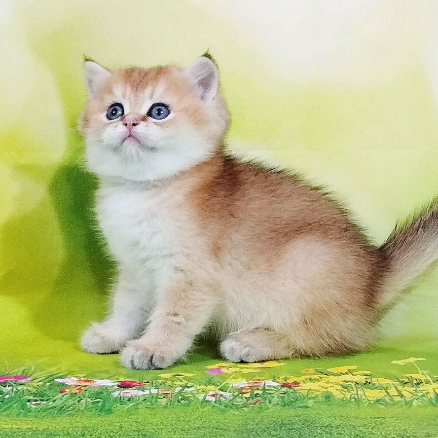 Золотой мальчуган