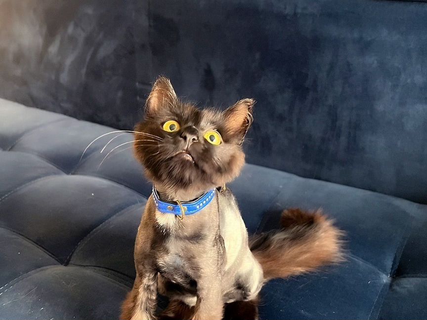 Котик в добрые руки