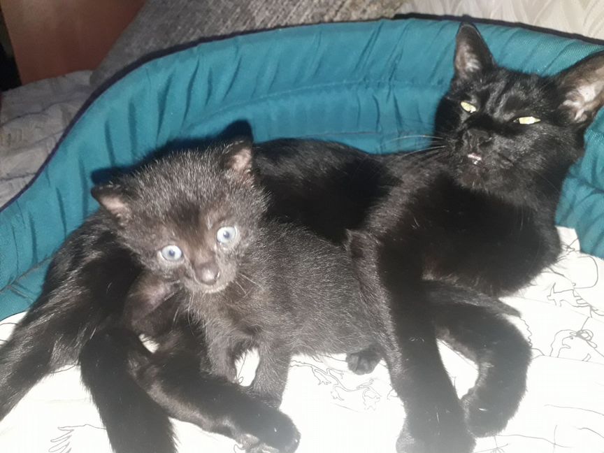 Котёнок бомбейской породы