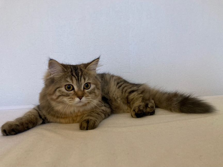 Шотландская кошечка в добрые руки