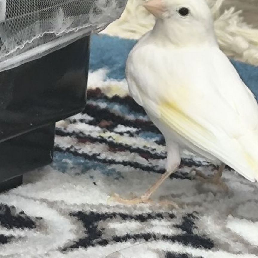 Кенара и канарейки