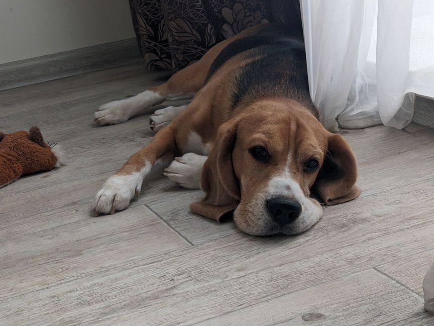 Бигль ищет подружку