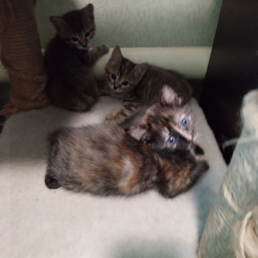 Котята