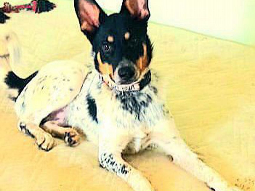 Ищем надежные ручки для Вольта