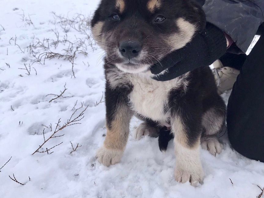 Щенки ищут дома, мальчики и девочка