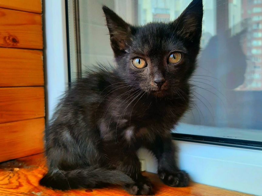 Котенок около 2 месяцев ищет дом