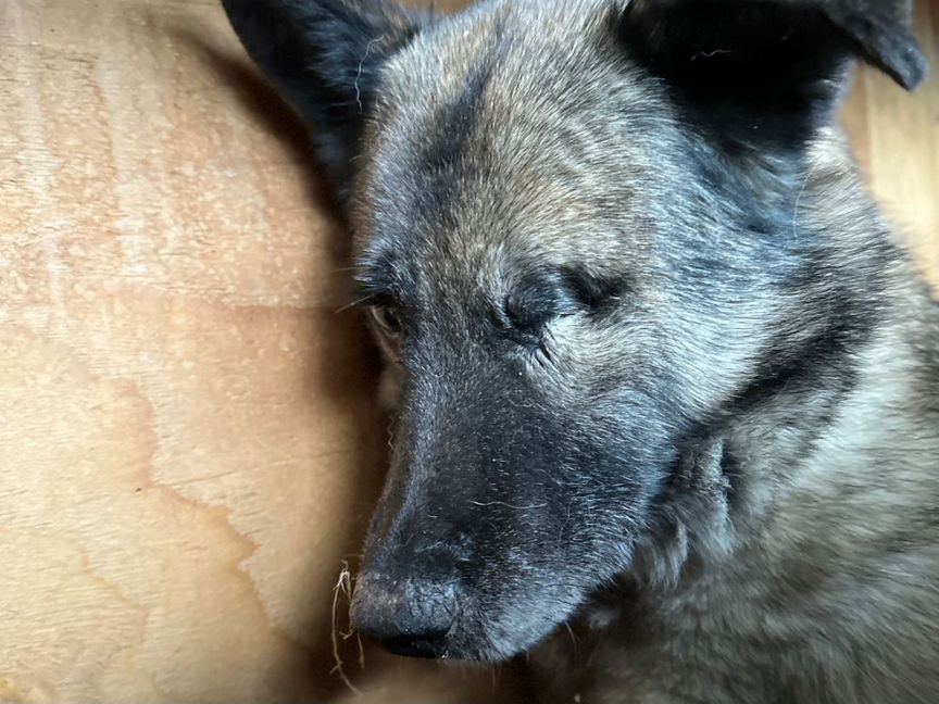 Один глаз у собаки