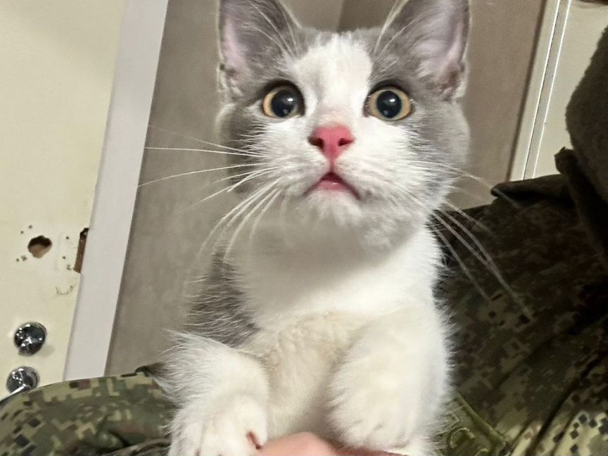 Один выжил хочет жить ищем ему добрые руки