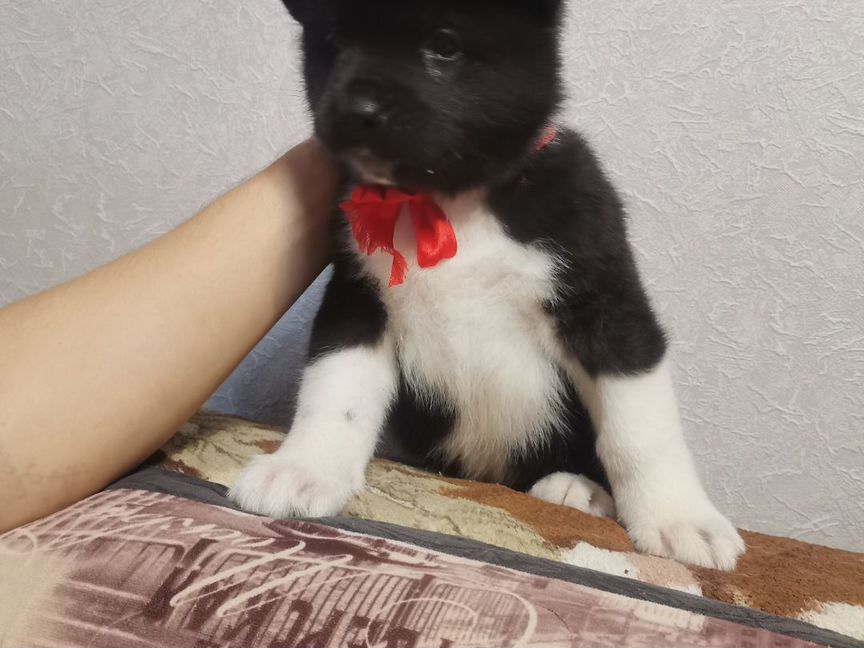 Щенки американской акиты