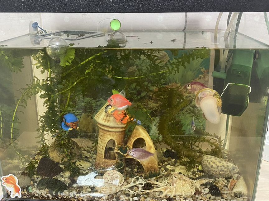 Аквариум с рыбками