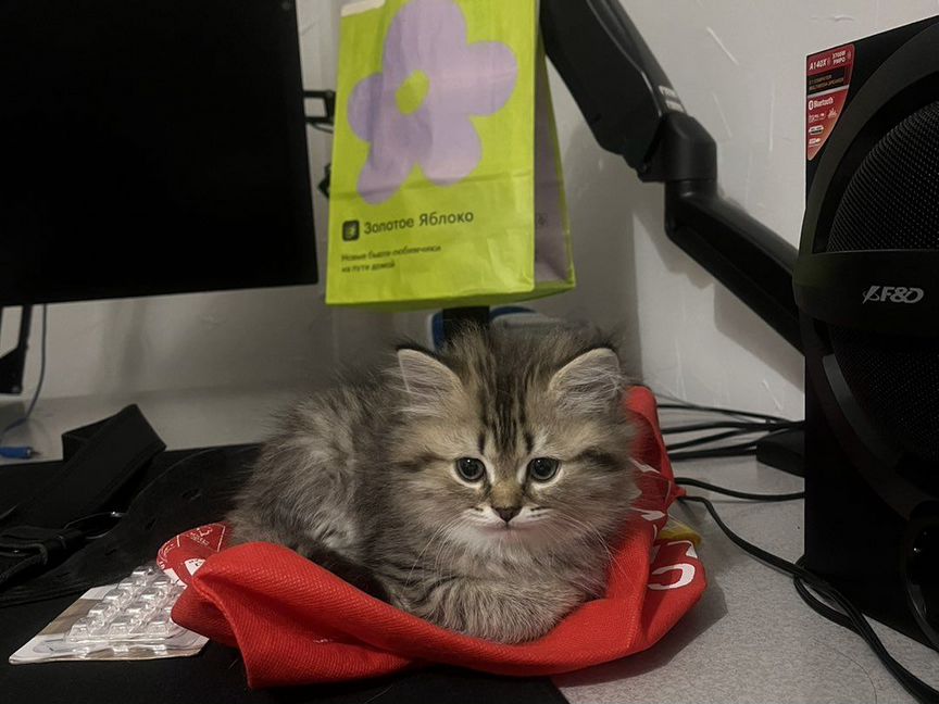 Кошка Британка