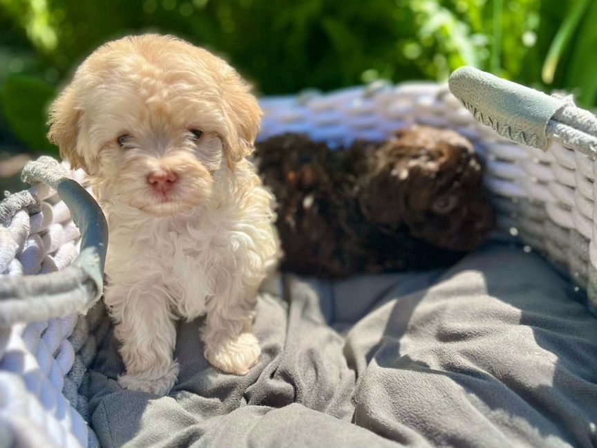 Мини мини красатун