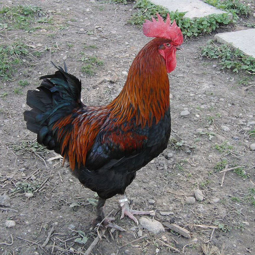 Петух маран