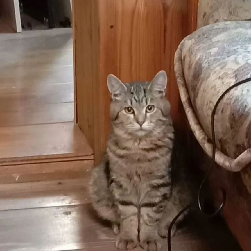 Котенок в добрые руки