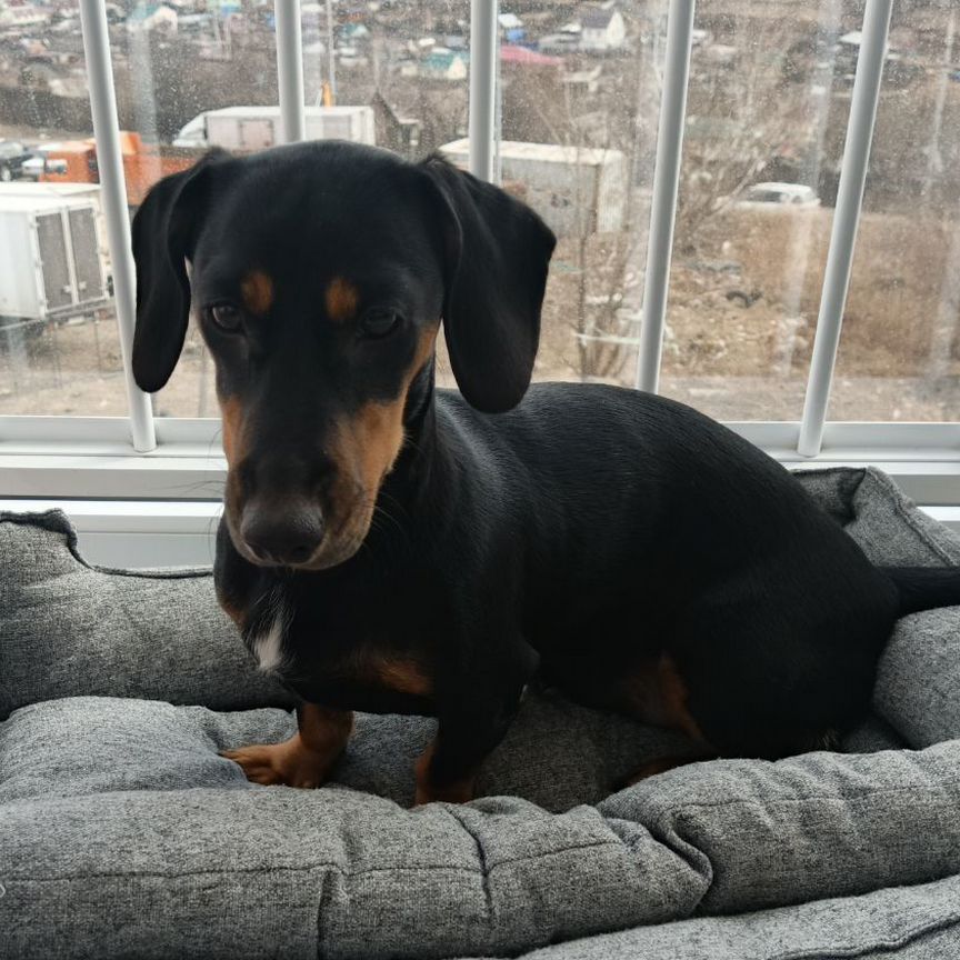 Такса, щенок