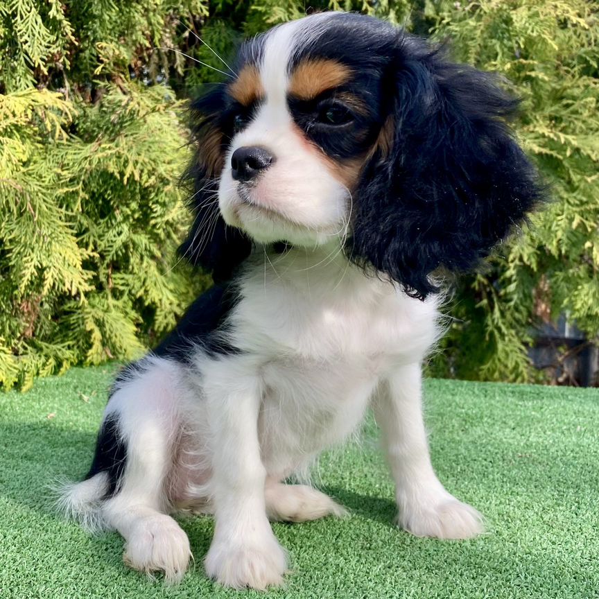 Кавалер кинг-чарльз-спаниель, щенок