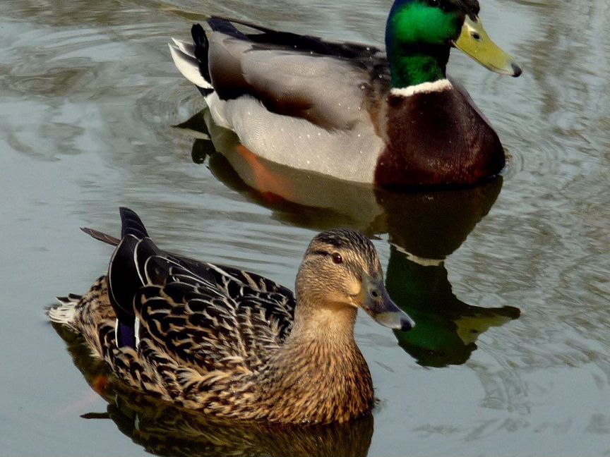 Подсадные утки