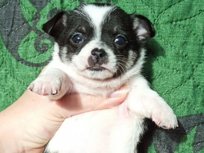 Чихуахуа мини щенки