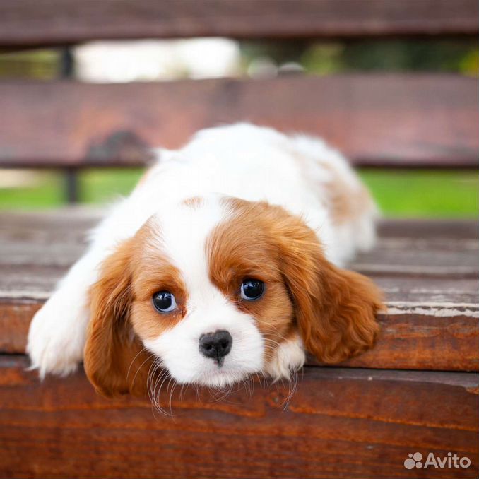 Славные детки кавалер кинг чарльз спаниель