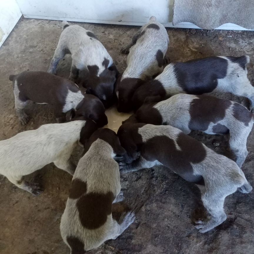 Щенки дратхара