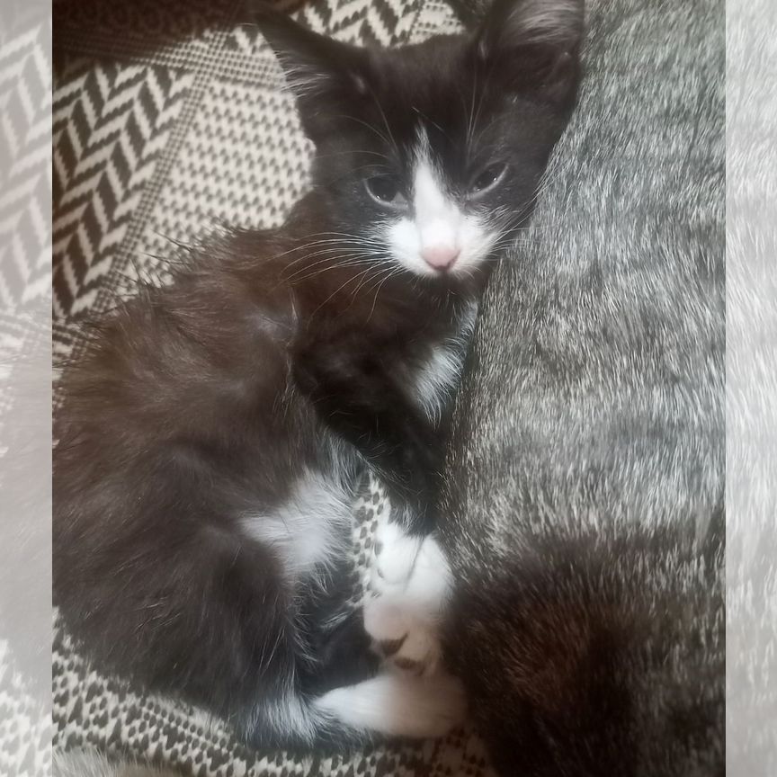 Котёнок в добрые руки