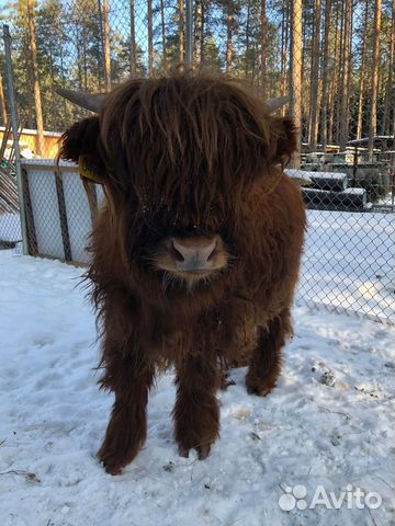 Шотландский скот. Хайленд
