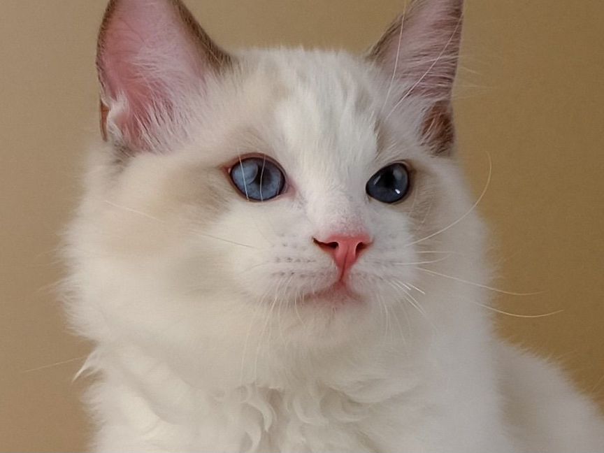 Ragdoll мальчишечка
