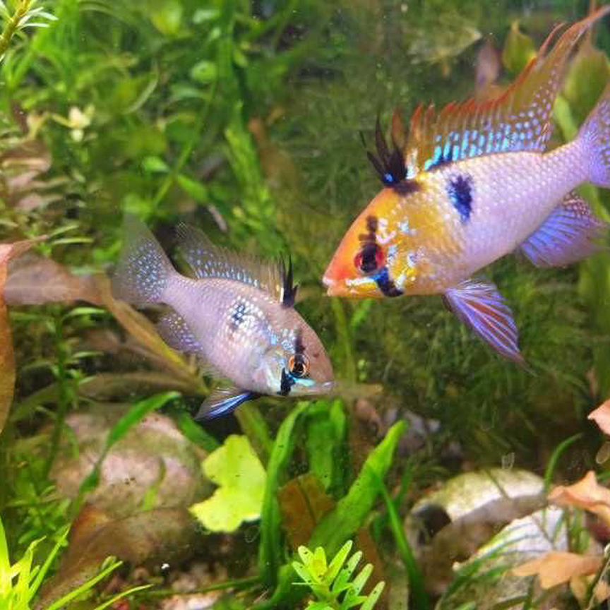 Апистограмма бабочка