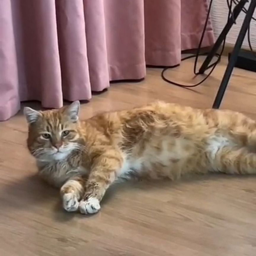 Кот из Шрека, бездомный