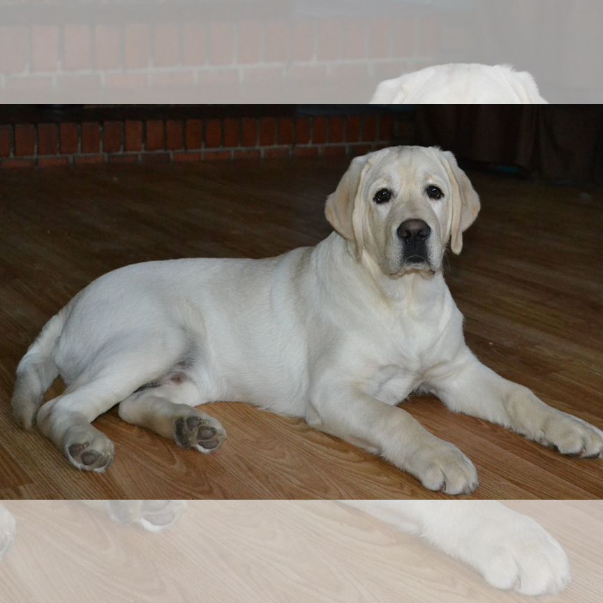 Лабрадор-ретривер, щенок