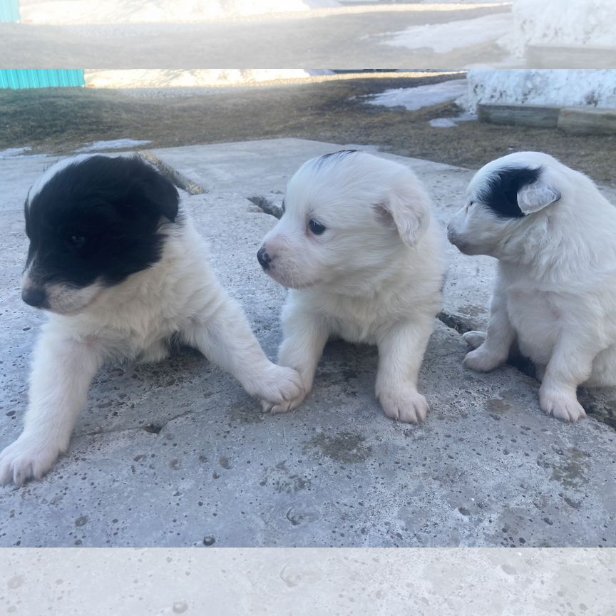 Охотничьи собаки щенки