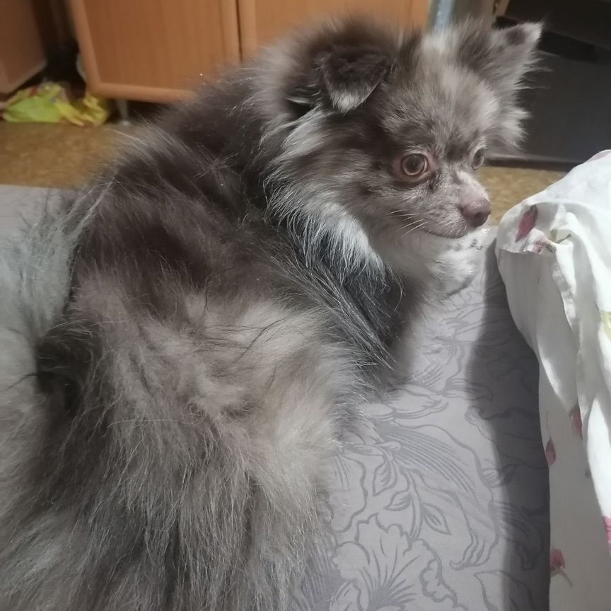 Немецкий шпиц