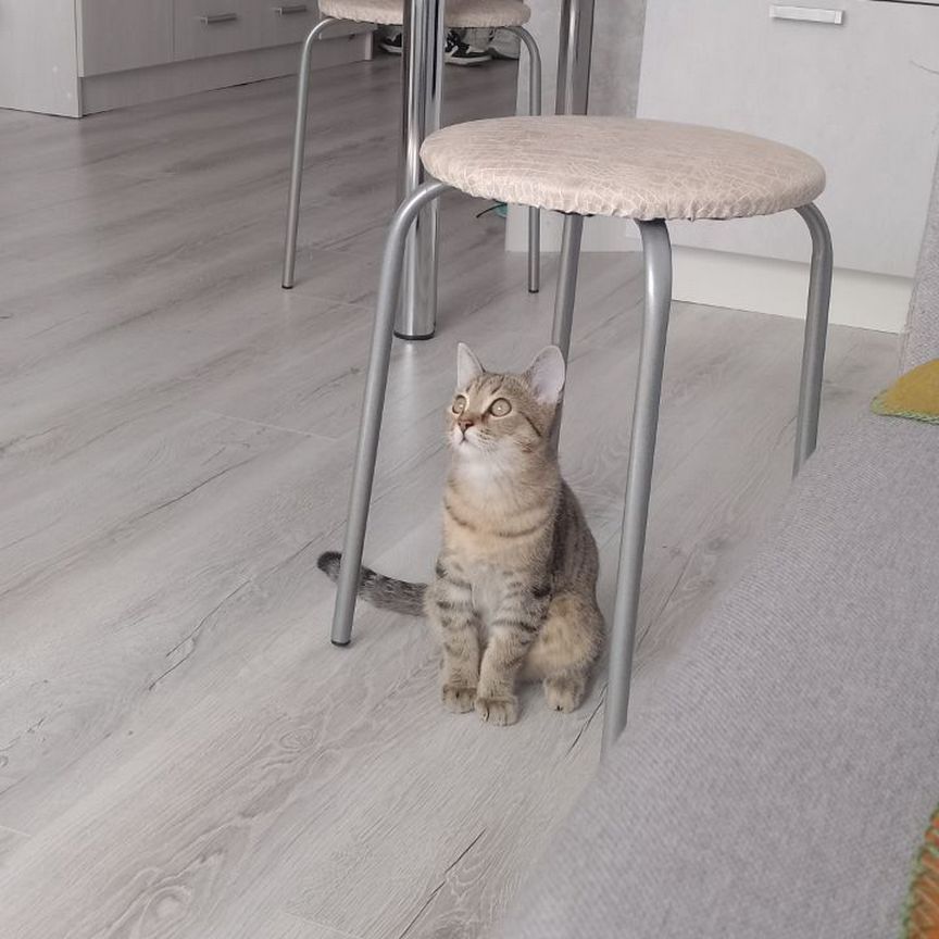 Отдам котëнка в добрые руки