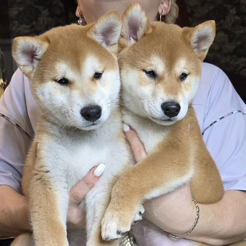 Щенки сиба-ину