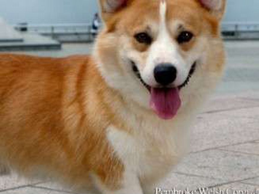 Корги.4 месяца, мальчик