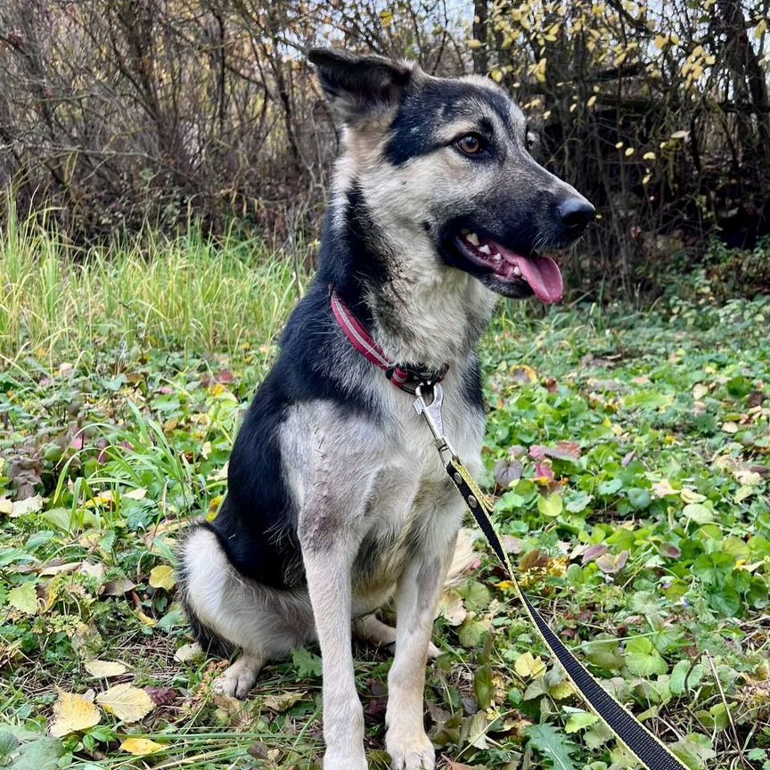 Взрослый пёс в добрые руки